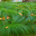 Carex tumulicola (Foothill Sedge)
