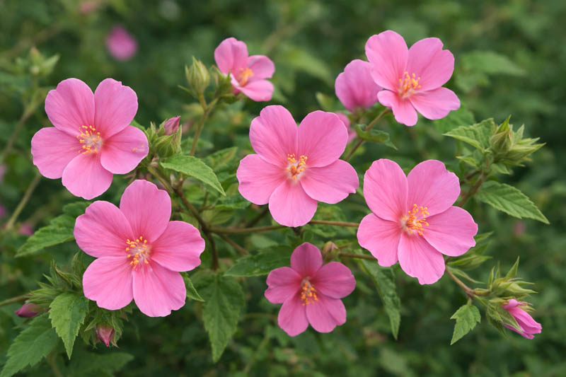 Texas Rock Rose (Pavonia lasiopetala): All You Need To Know