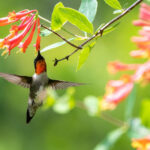 Best Native Pollinator Plants for Georgia Gardens