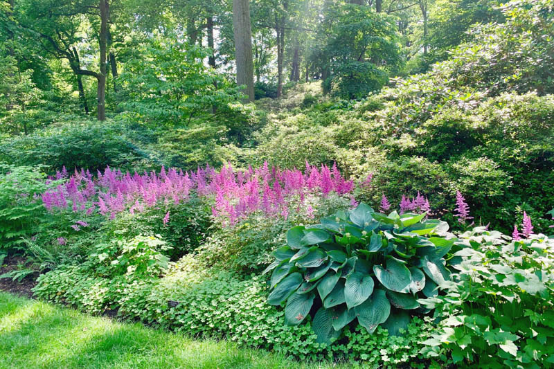 Best Shade Plants That Thrive in Low Light Gardens