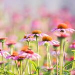 Salvia pachyphylla (Rose Sage): Uses, Design Ideas, Care Guide