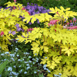 Mirabilis multiflora (Colorado Four O'Clock)