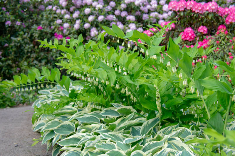 Gardenia: The Ultimate Guide to Plants, Gardening & Landscaping