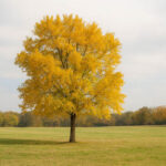 Ulmus glabra 'Lutescens' (Golden Elm)