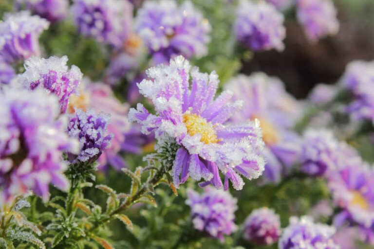 USDA Planting Zones Guide: Growing Zones for the United States