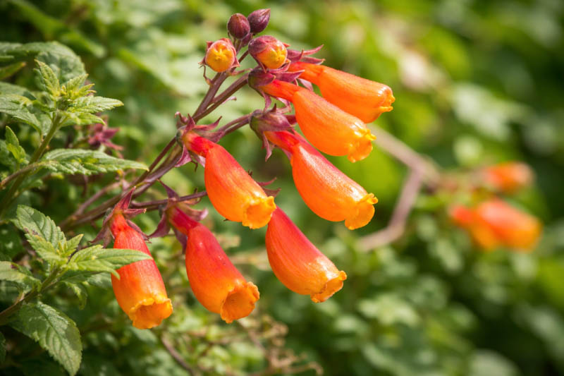 Chilean Glory Flower (Eccremocarpus scaber): Uses, Care Guide