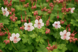 Geranium macrorrhizum (Cranesbill): Varieties, Uses, Care Guide