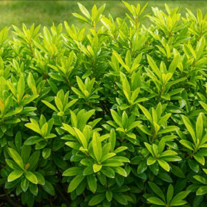 Japanese Star Anise (Illicium anisatum)