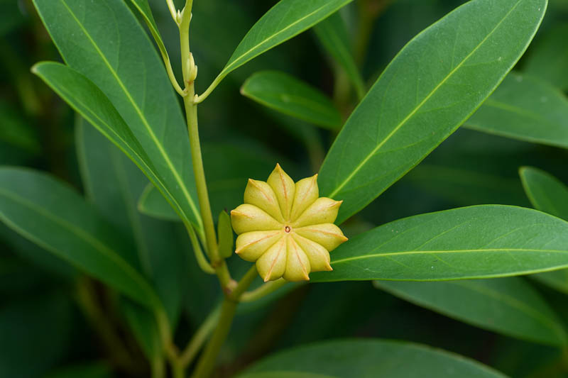 Yellow Anise (Illicium parviflorum) - Varieties, Uses, and Care Guide