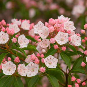 Best Full Sun Perennials for USDA Zone 7