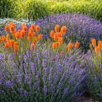 Salvia pachyphylla (Rose Sage): Uses, Design Ideas, Care Guide