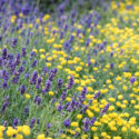 Salvia pachyphylla (Rose Sage): Uses, Design Ideas, Care Guide