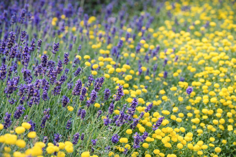 Lavender Cotton (Santolina chamaecyparissus): Uses, Care Guide