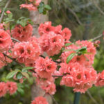 Fire Light Hydrangea (Hydrangea paniculata): All You Should Know