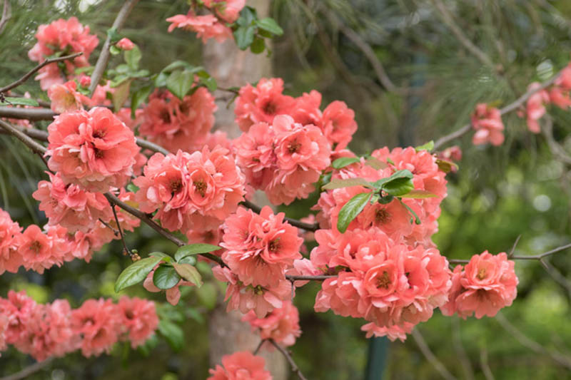 Best Full Sun Shrubs for USDA Zone 7 Landscapes