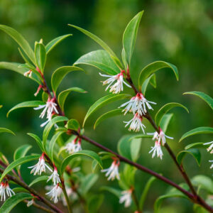 Sarcococca ruscifolia (Fragrant Sweet Box): Grow and Care Guide