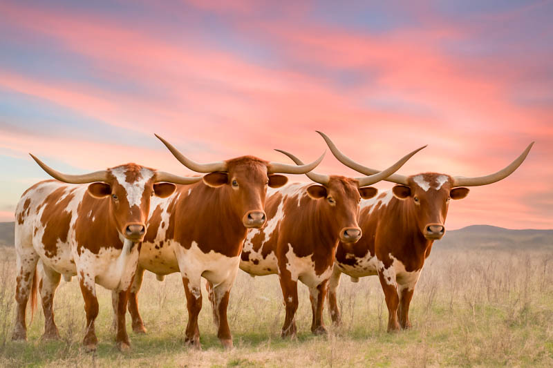 Oklahoma Planting Zones - Growing Zones Guide