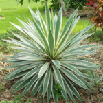 Yucca elata (Soaptree Yucca)
