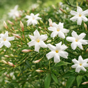 Jasmine Plant Care: How to Grow, Prune and Bloom Better