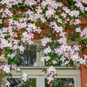 Best Full Sun Perennials for USDA Zone 7