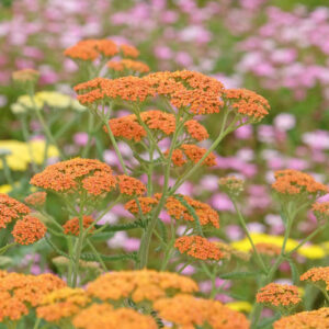 Best Full Sun Perennials for USDA Zone 7