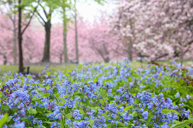 Virginia Planting Zones - Growing Zones Guide