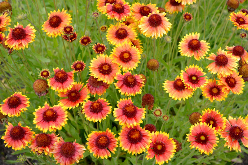 Best Drought-Tolerant Plants for Zone 6 Gardens