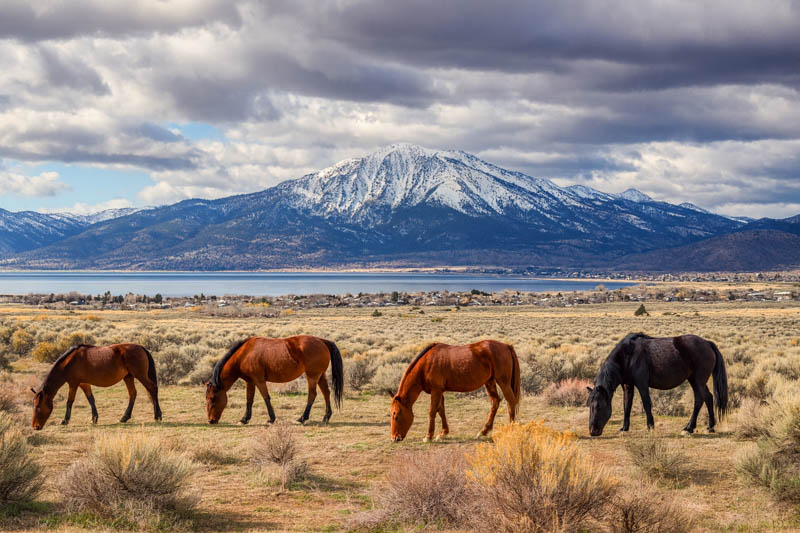 Nevada Planting Zones - Growing Zones Guide