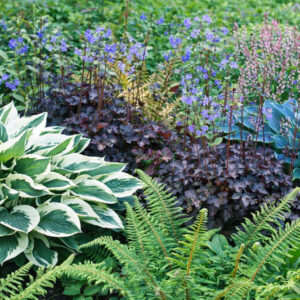 Jacob's Ladder: Ascending Beauty for the Shade Garden