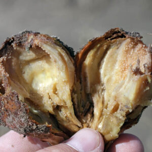 Armillaria Root Rot (Honey Fungus) - Identify, Prevent and Treat