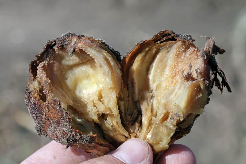Bulb Rot: Identify, Prevent and Treat it