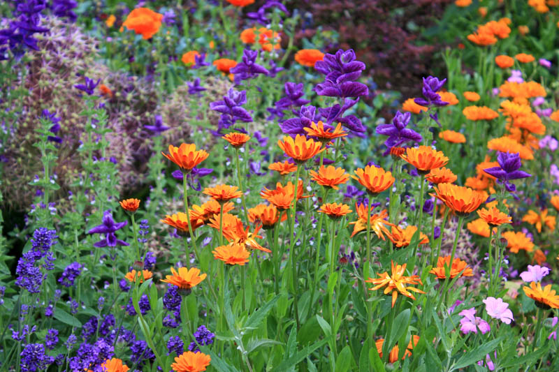 A Cottage Border That Glows with Sage and Calendula