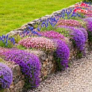 Perennial: Definition & Guide to Choosing the Best Perennial Plants