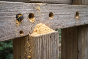 Carpenter Bee Guide: ID, Damage, Prevention, What to Do
