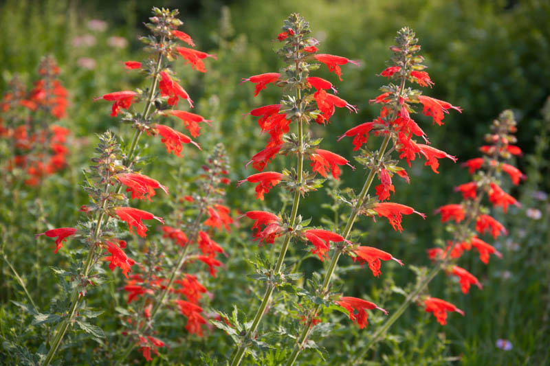 Scarlet Sage (Salvia coccinea): Benefits, Uses, and How to Grow It
