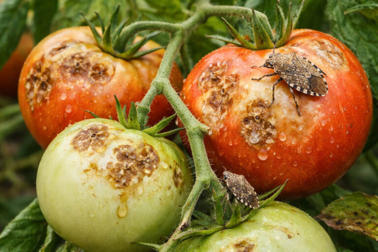 Stink Bugs: Identify, Stop Damage, Keep Them Out Fast