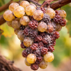 Pierce's Disease in Grapevines - Symptoms and Control