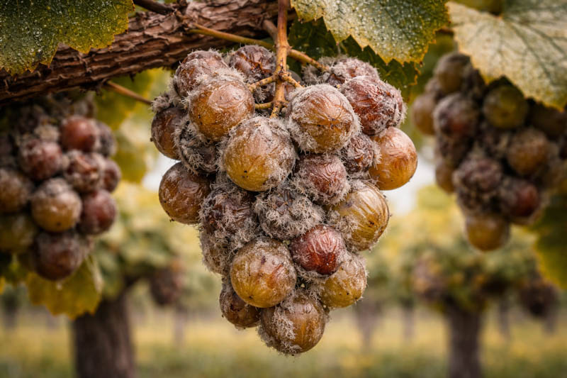 Botrytis Bunch Rot: Identification, Symptoms & Control