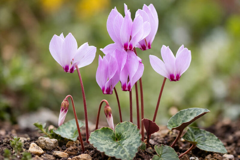 Cyclamen cilicium (Cilician Cyclamen): Uses, Design Tips, Care