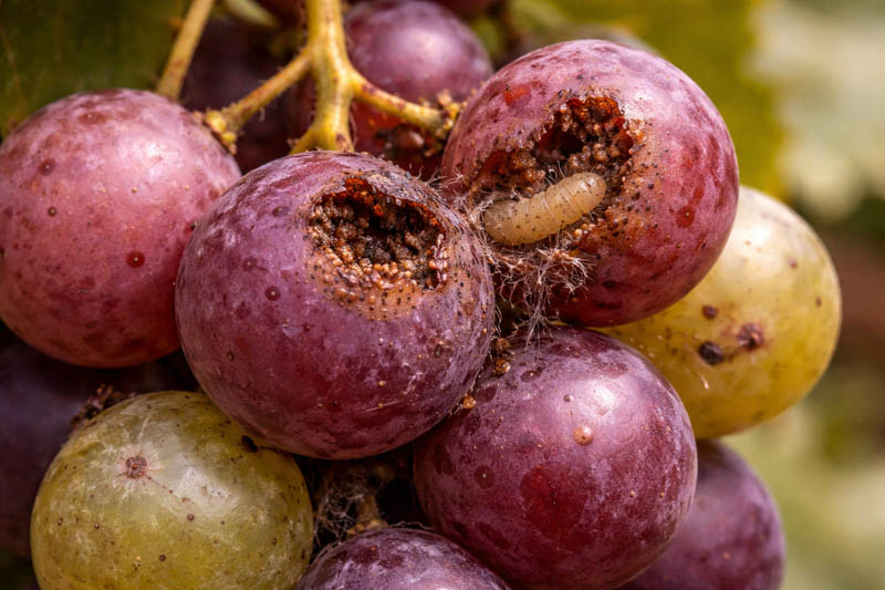Grape Berry Moth - Identification, Damage, and Control