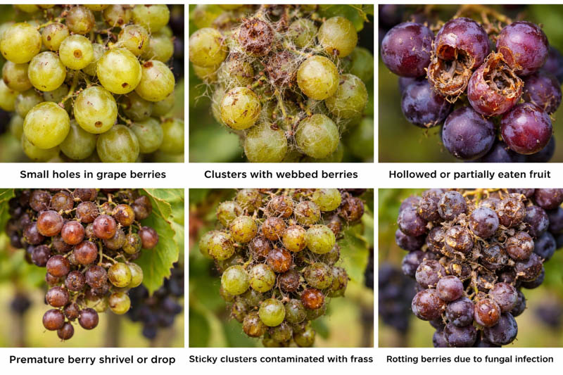 Grape Berry Moth - Identification, Damage, and Control