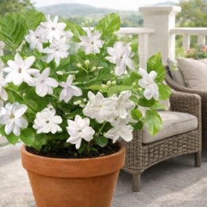Jasminum officinale Fiona Sunrise: Golden Jasmine Guide