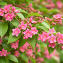 Spanish Jasmine (Jasminum grandiflorum) Guide