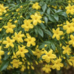 Spanish Jasmine (Jasminum grandiflorum) Guide