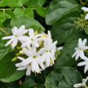 Jasminum beesianum Care Guide - Grow Fragrant Red Jasmine