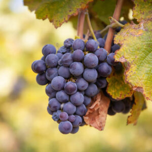 Vitis 'Canadice' (Fox Grape)