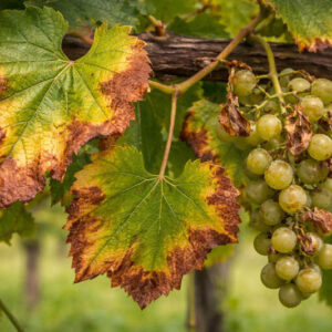 Leaf Scorch: Identify, Prevent and Treat it
