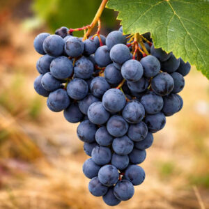 Vitis labrusca (Fox Grape)