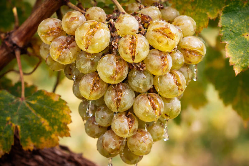 Why Grapes Split Before Harvest - Causes and Prevention