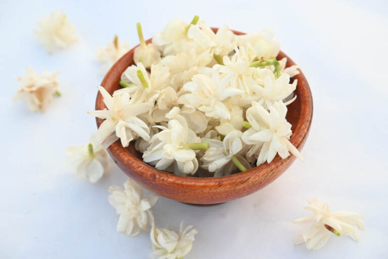 Jasmine Tea Benefits, Uses and How It’s Made